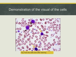 Differential Leukocyte Counts | PPTX