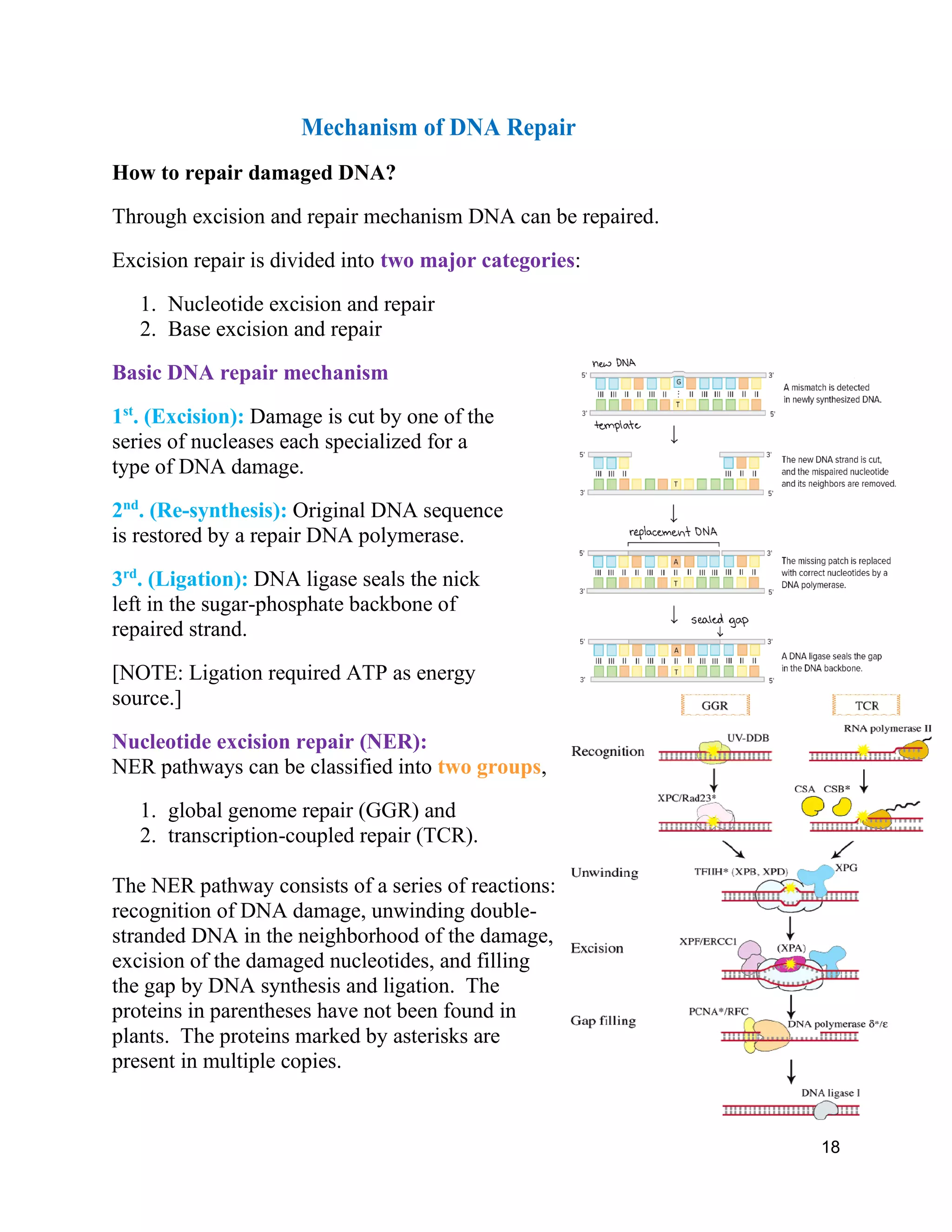 Carcinogenesis & Mechanism of DNA repair | PDF