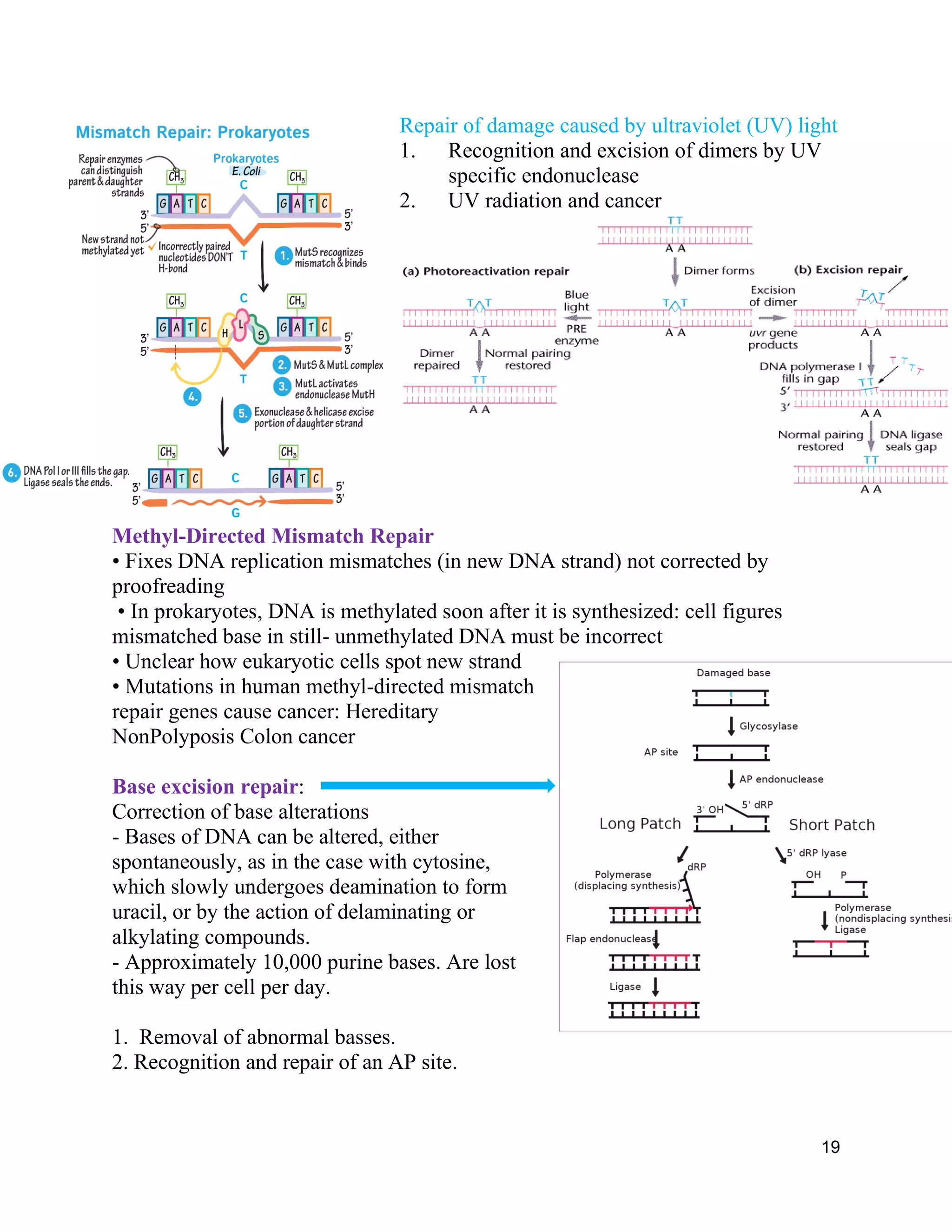 Carcinogenesis & Mechanism of DNA repair | PDF