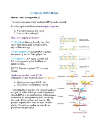 Carcinogenesis & Mechanism of DNA repair | PDF