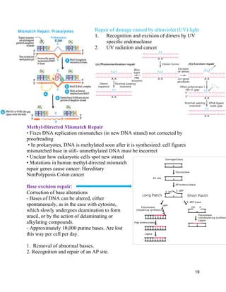 Carcinogenesis & Mechanism of DNA repair | PDF