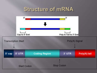 Structure of RNA.pptx