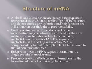 Structure of RNA.pptx