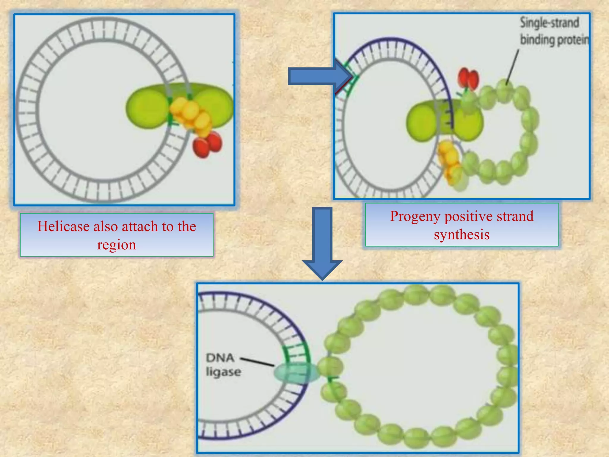 Rolling circle mechanism ppt | PPTX