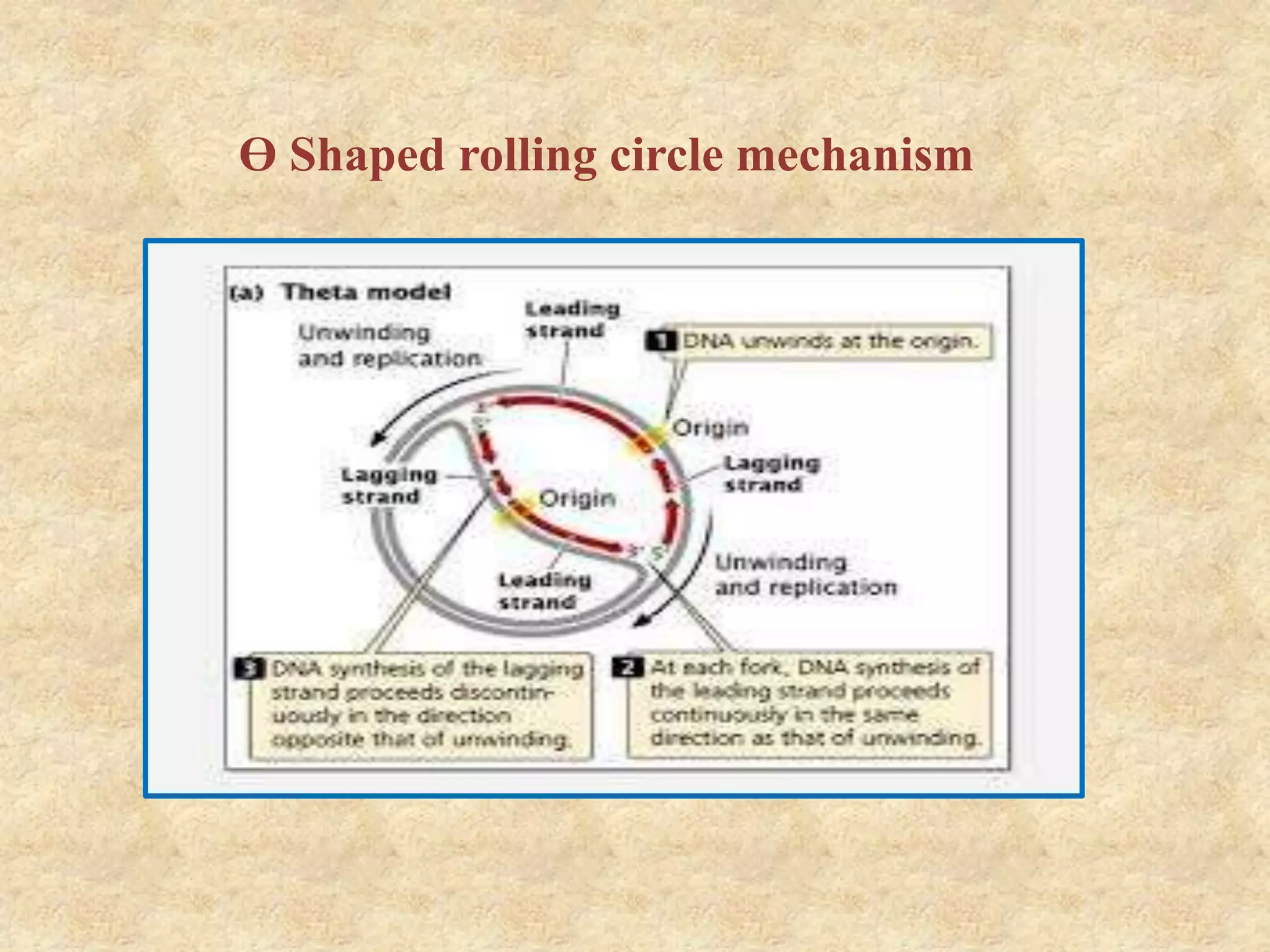 Rolling circle mechanism ppt | PPTX