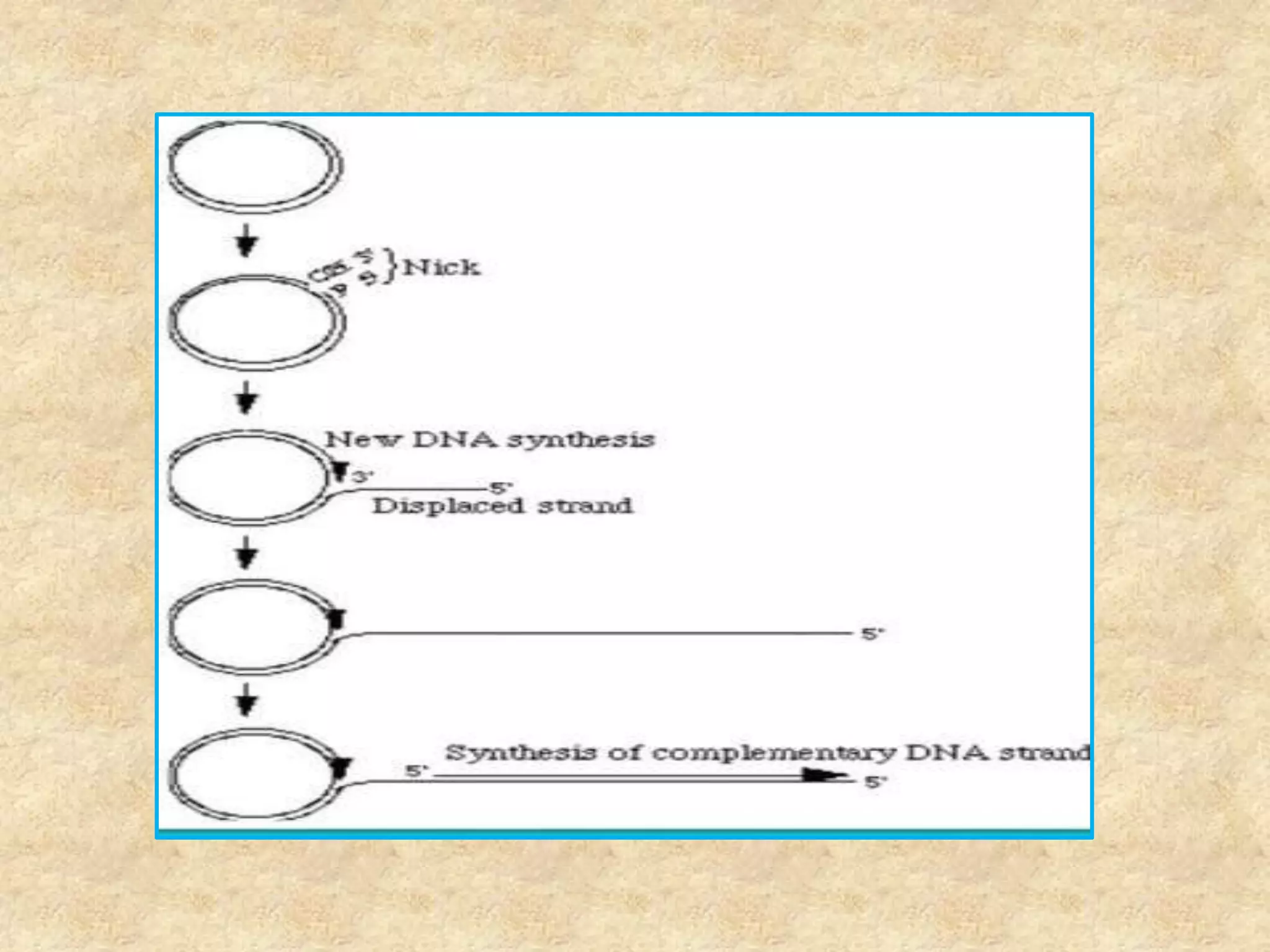 Rolling circle mechanism ppt | PPTX