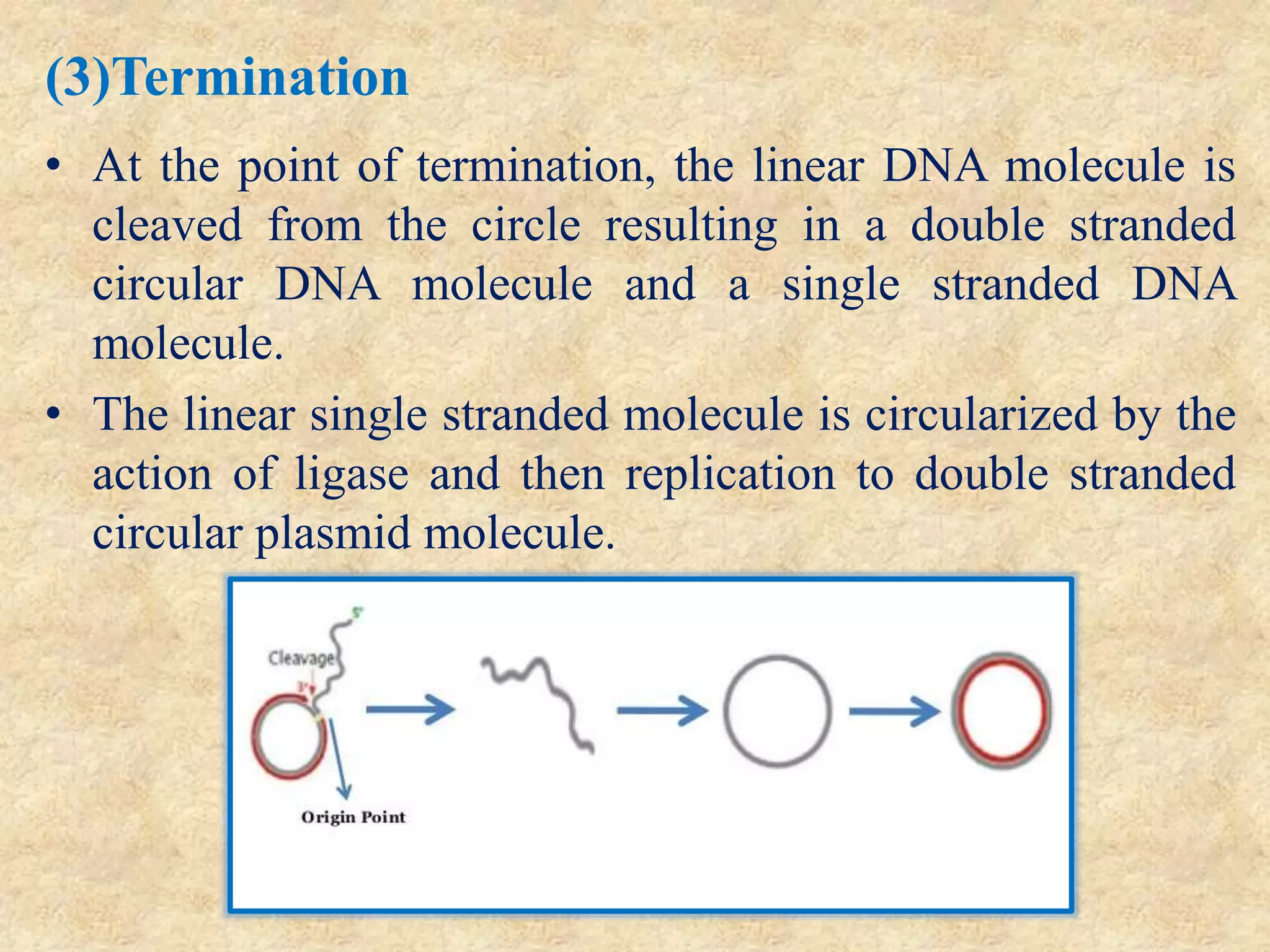 Rolling circle mechanism ppt | PPTX
