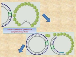 Rolling circle mechanism ppt | PPTX