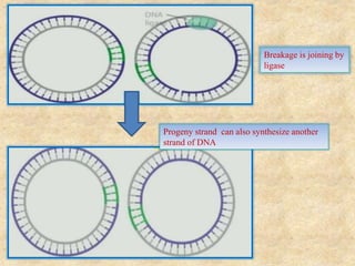 Rolling circle mechanism ppt | PPTX