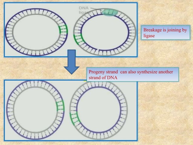Rolling circle mechanism ppt | PPTX