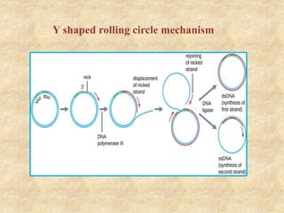 Rolling circle mechanism ppt | PPTX