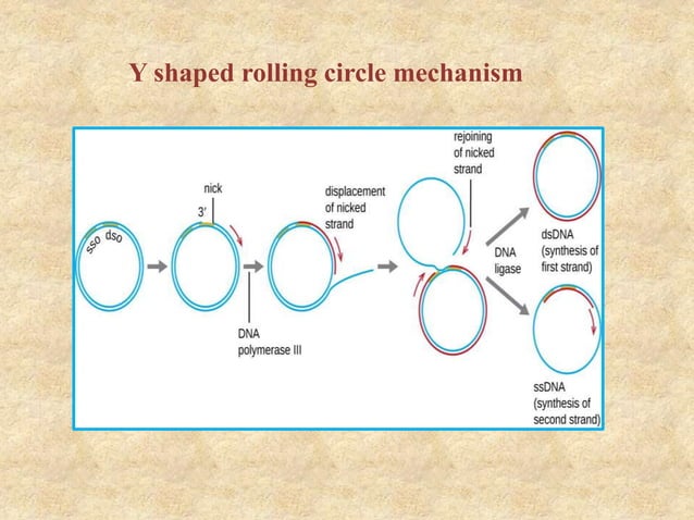 Rolling circle mechanism ppt | PPTX