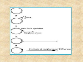 Rolling circle mechanism ppt | PPTX