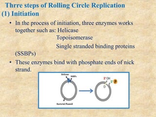 Rolling circle mechanism ppt | PPTX