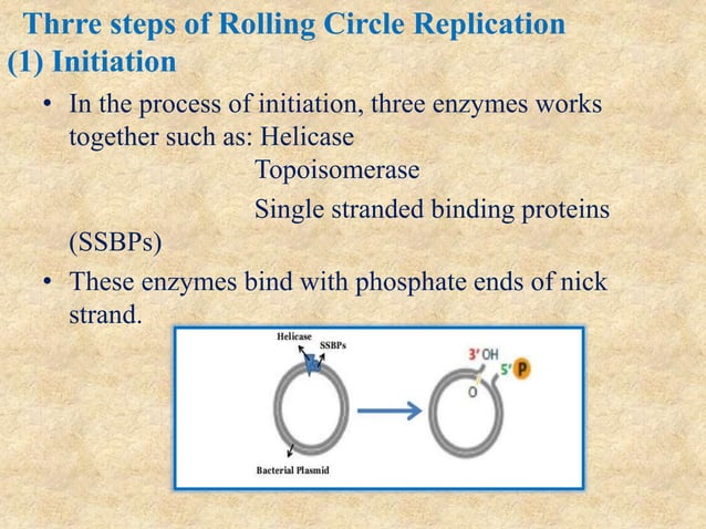 Rolling circle mechanism ppt | PPTX