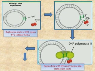Rolling circle mechanism ppt | PPTX