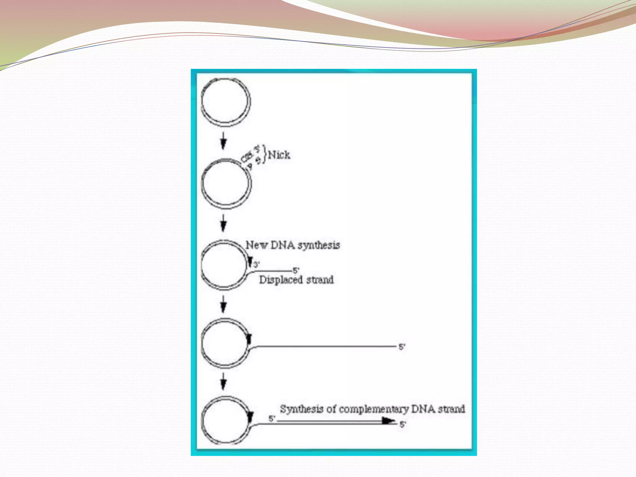 Rolling circle model | PPTX