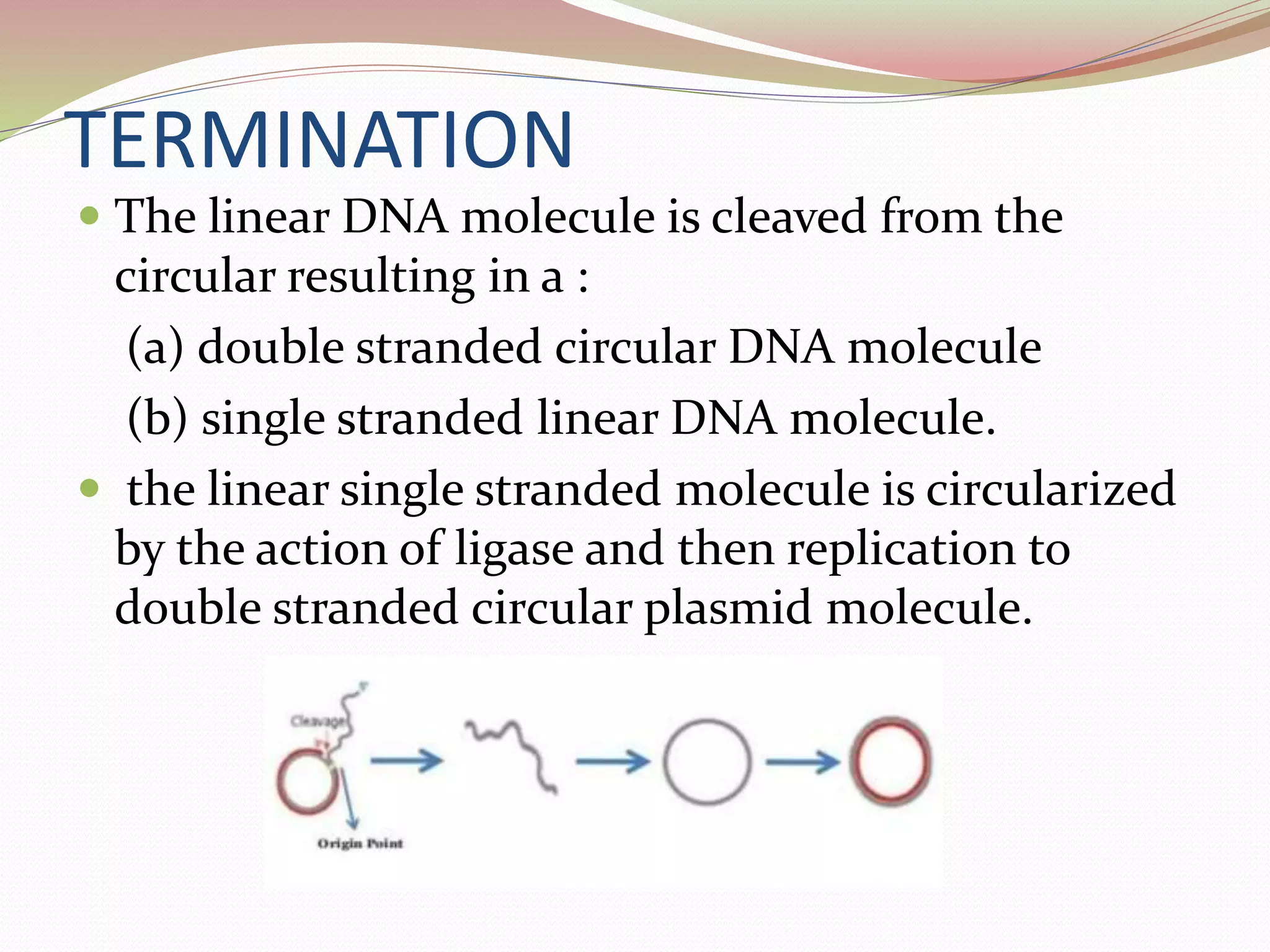 Rolling circle model | PPTX