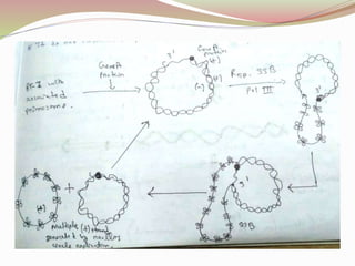 Rolling circle model | PPTX