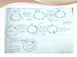 Rolling circle model | PPTX