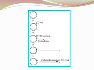 Rolling circle model | PPTX