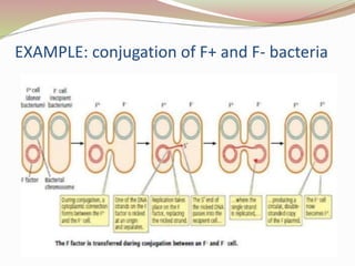 Rolling circle model | PPTX