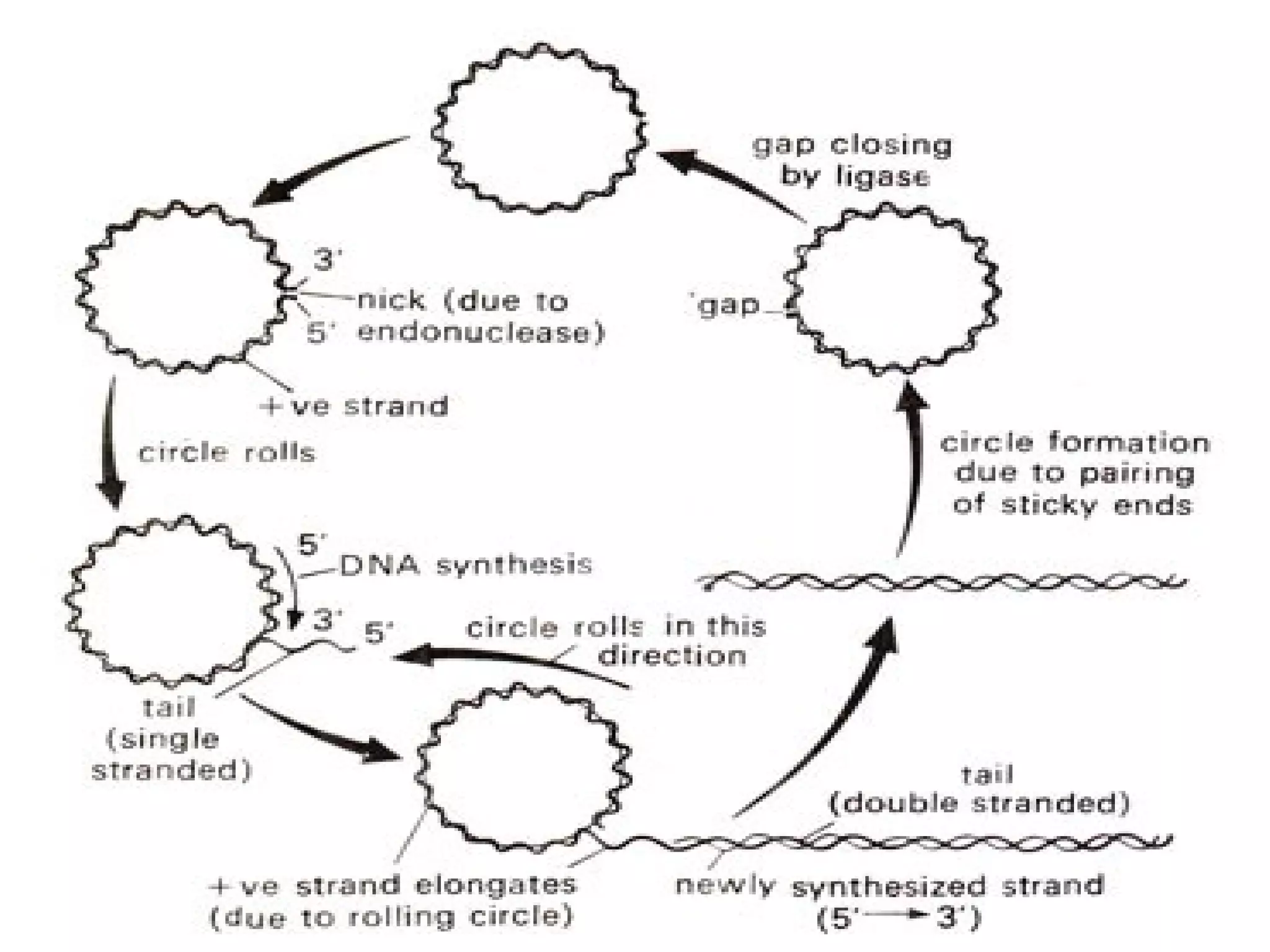 Rolling circle model and m13 bacteriophage replication | PPT