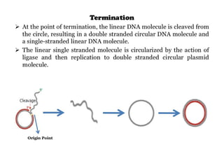 Rolling circle model and m13 bacteriophage replication | PPT