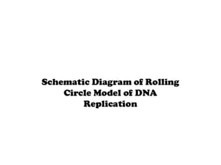 Rolling circle model and m13 bacteriophage replication | PPT