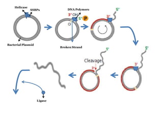 Rolling circle model and m13 bacteriophage replication | PPT