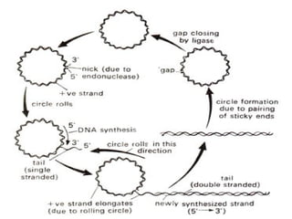 Rolling circle model and m13 bacteriophage replication | PPT