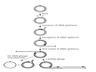 Rolling circle model and m13 bacteriophage replication | PPT