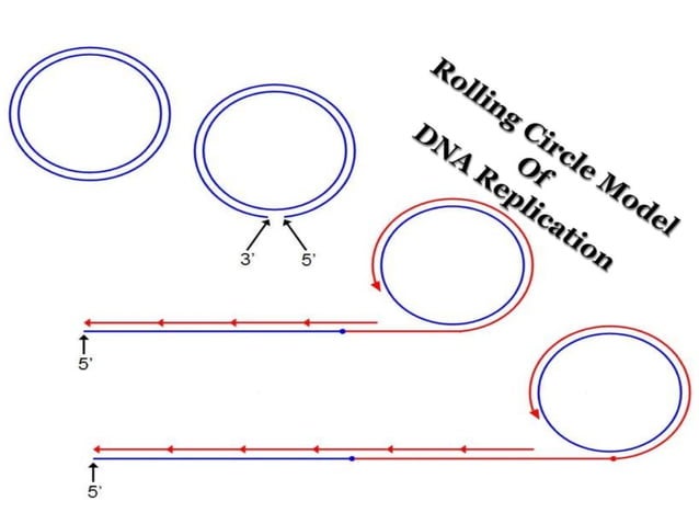 Rolling circle model and m13 bacteriophage replication