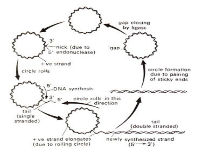 Rolling circle model and m13 bacteriophage replication
