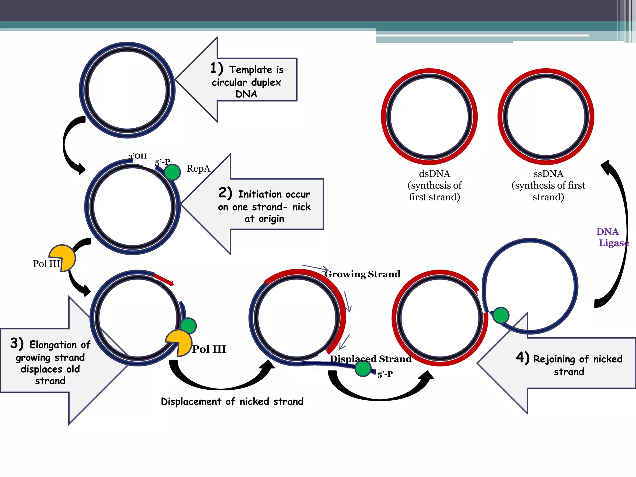 Rolling Circle Replication | PPTX | Chemistry | Science