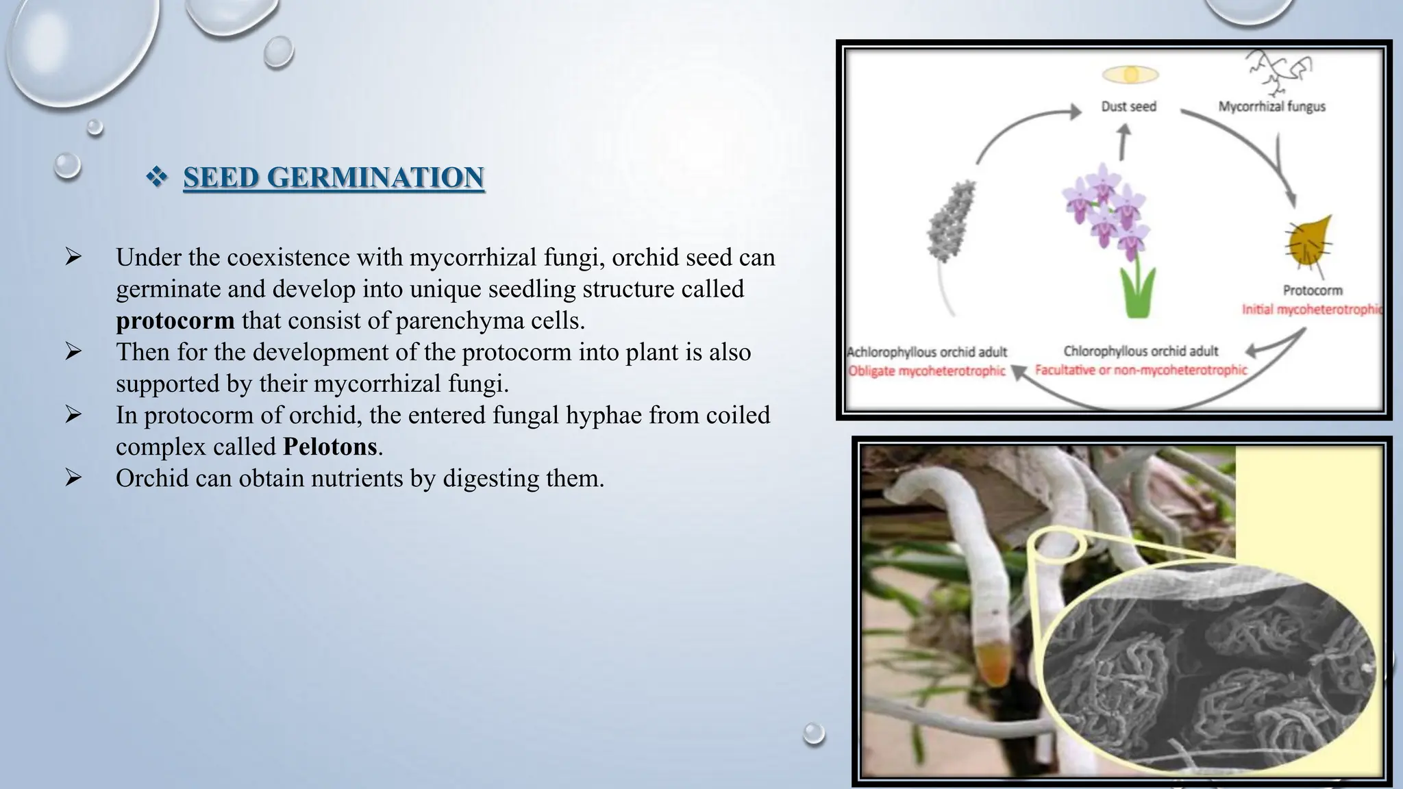 Orchid mycorrhizae (botany) mycorrhizaei | PPTX