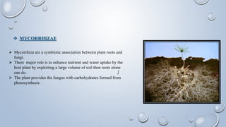 Orchid mycorrhizae (botany) mycorrhizaei | PPTX | Gardening | Home & Garden