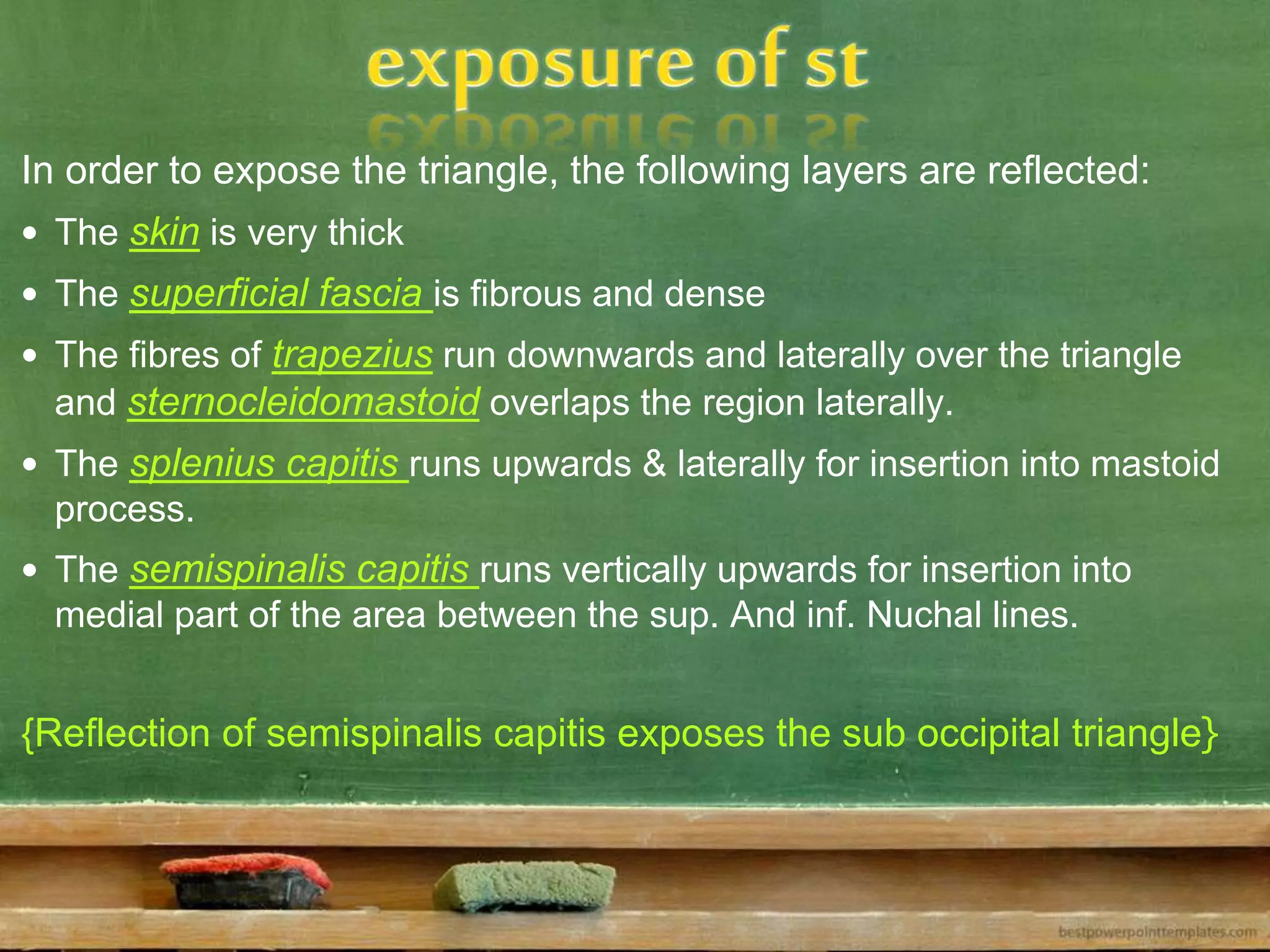 BACK OF NECK & SUB OCCIPITAL TRIANGLE | PPTX