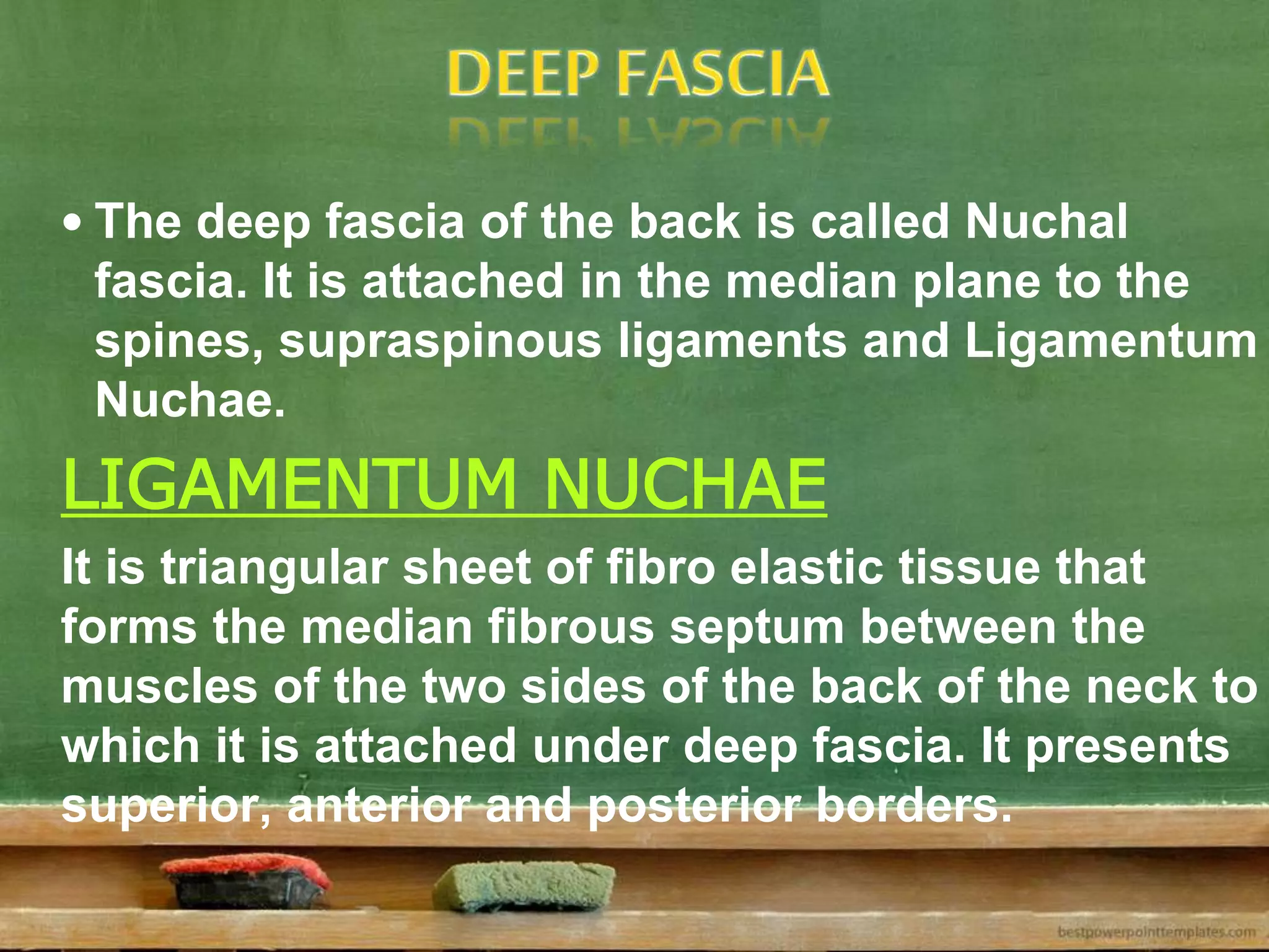 BACK OF NECK & SUB OCCIPITAL TRIANGLE | PPTX