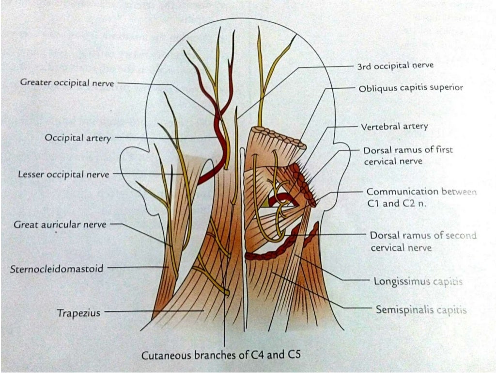 BACK OF NECK & SUB OCCIPITAL TRIANGLE