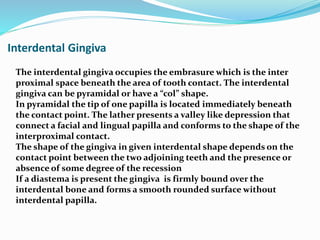 Gingiva | PPTX