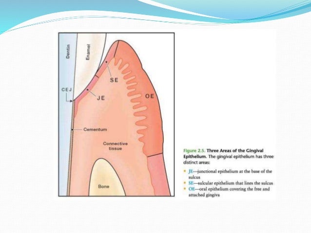 Junctional Epithelium Periodontics Gingiva Anatomy Gingiva An