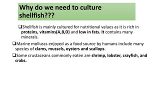 Shellfish Culturing | PPTX