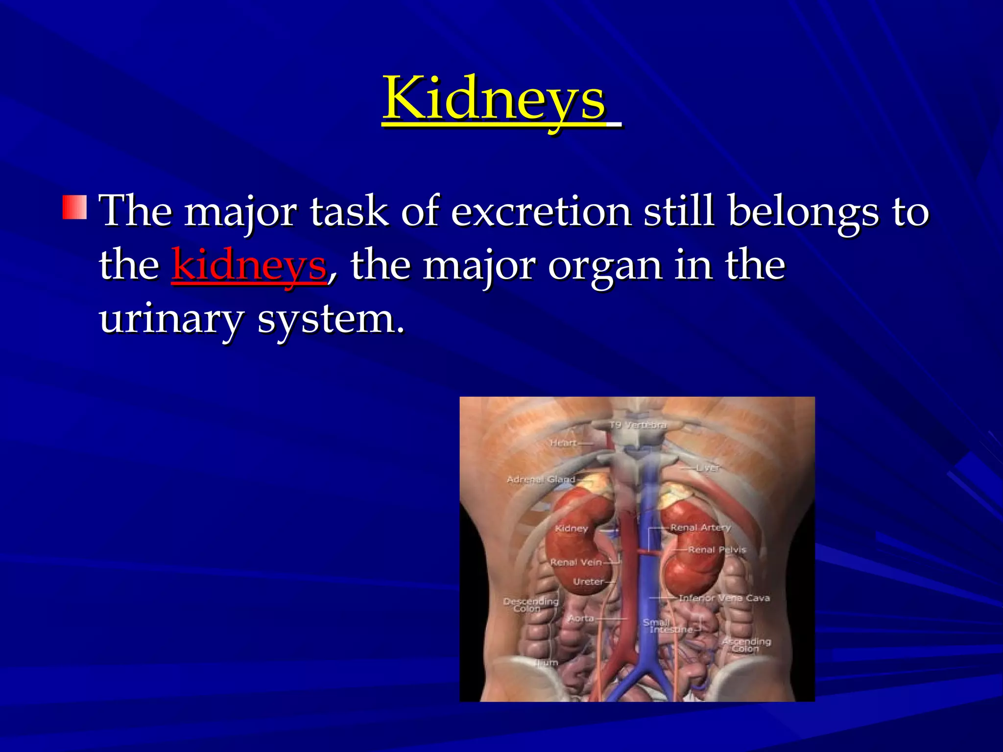 excretory system ppt | PPT