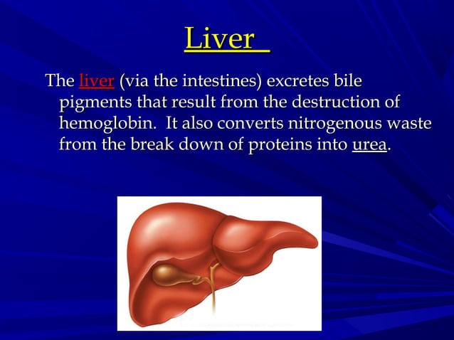 excretory system ppt | PPT