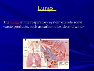 excretory system ppt | PPT