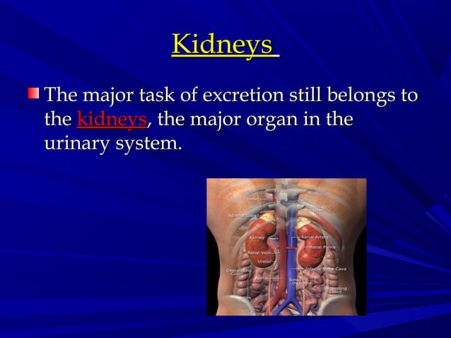 excretory system ppt | PPT