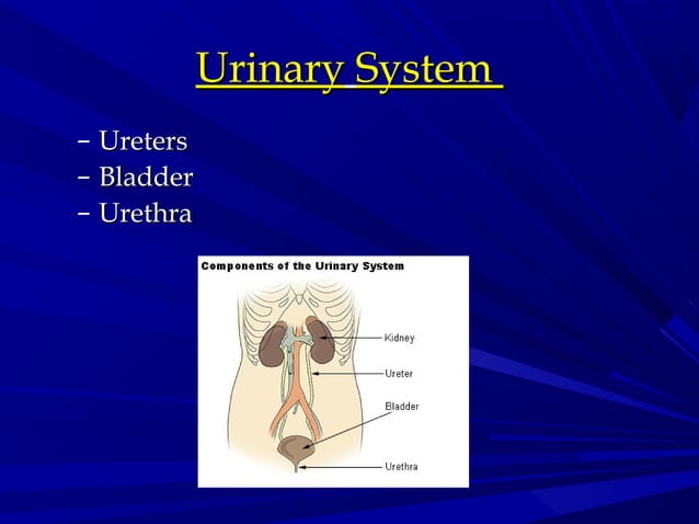 excretory system ppt | PPT