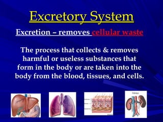 excretory system ppt | PPT