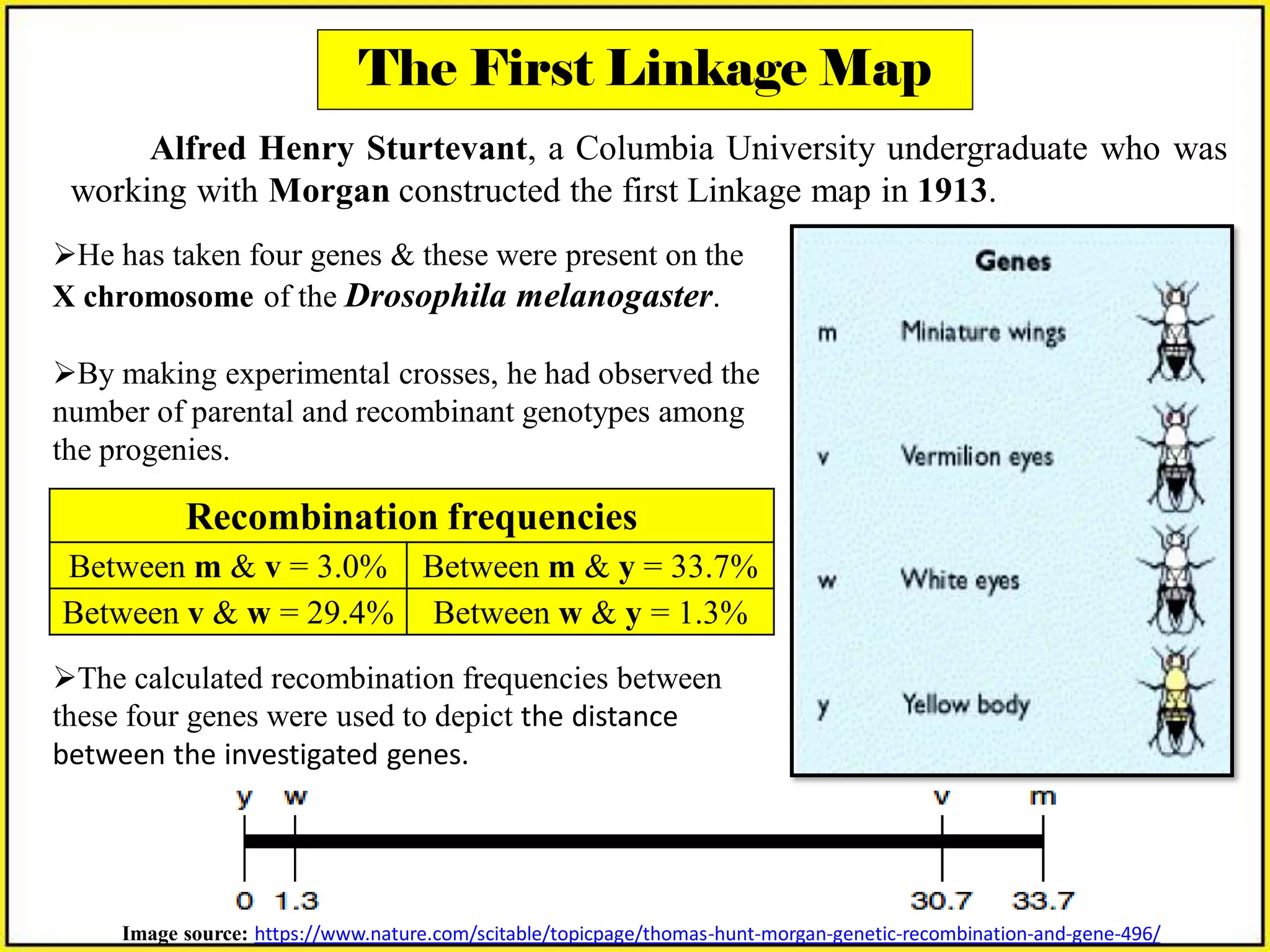 Gene Mapping Methods:Linkage Maps & Mapping with Molecular Markers | PDF